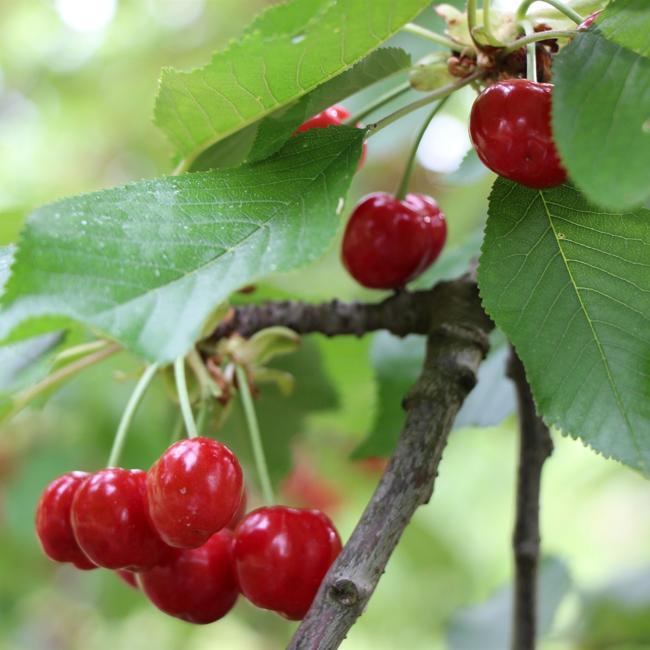 Farmers begin picking cherries in Turkey’s Amasya amid arrival of spring