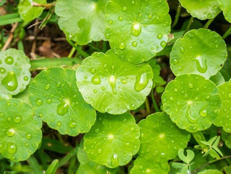 Antik Çağdan Miras: Gotu Kola - Mahmure