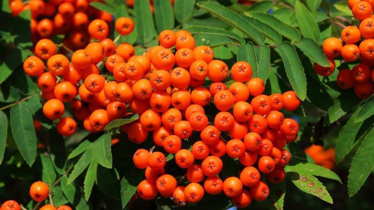 Üvez Meyvesi Nedir, Nerede Yetişir? Üvez Meyvesinin Faydaları ve ...