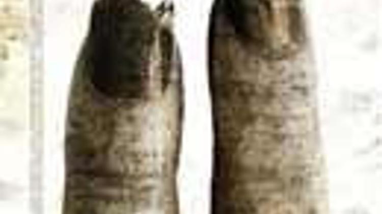 Testere 2 - Son Dakika Haber