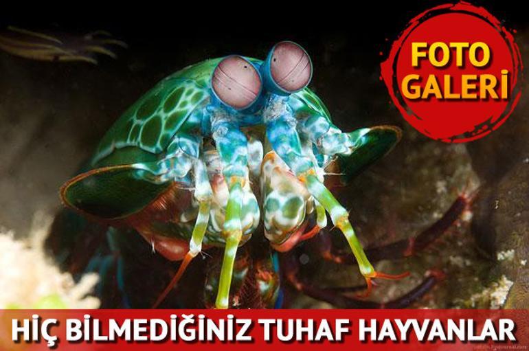 Hayvanlar aleminden daha önce duymadığınız 10 melez hayvan - Keyif ...