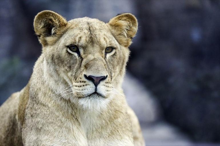 Türkiye'nin ilk 'Aslan Parkı' - Seyahat Haberleri