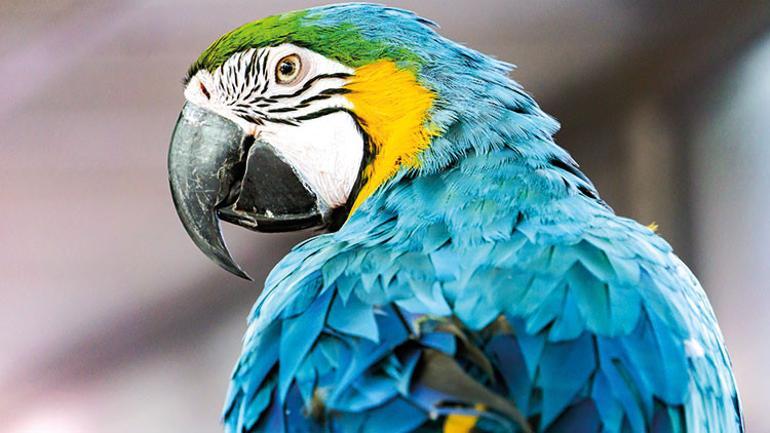 Yabanda olan yabanda kalsın - Magazin Haberleri