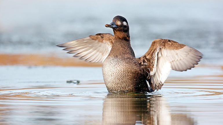 Birer birer eksiliyor dostlar - Son Dakika Magazin