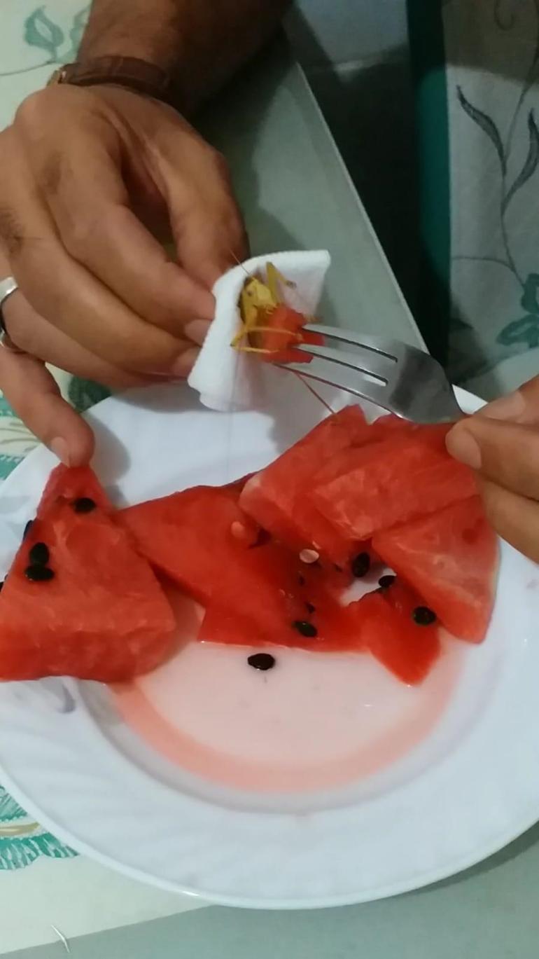 Dev çekirgeye karpuz yedirdiği anları paylaştı - Son Dakika Haber