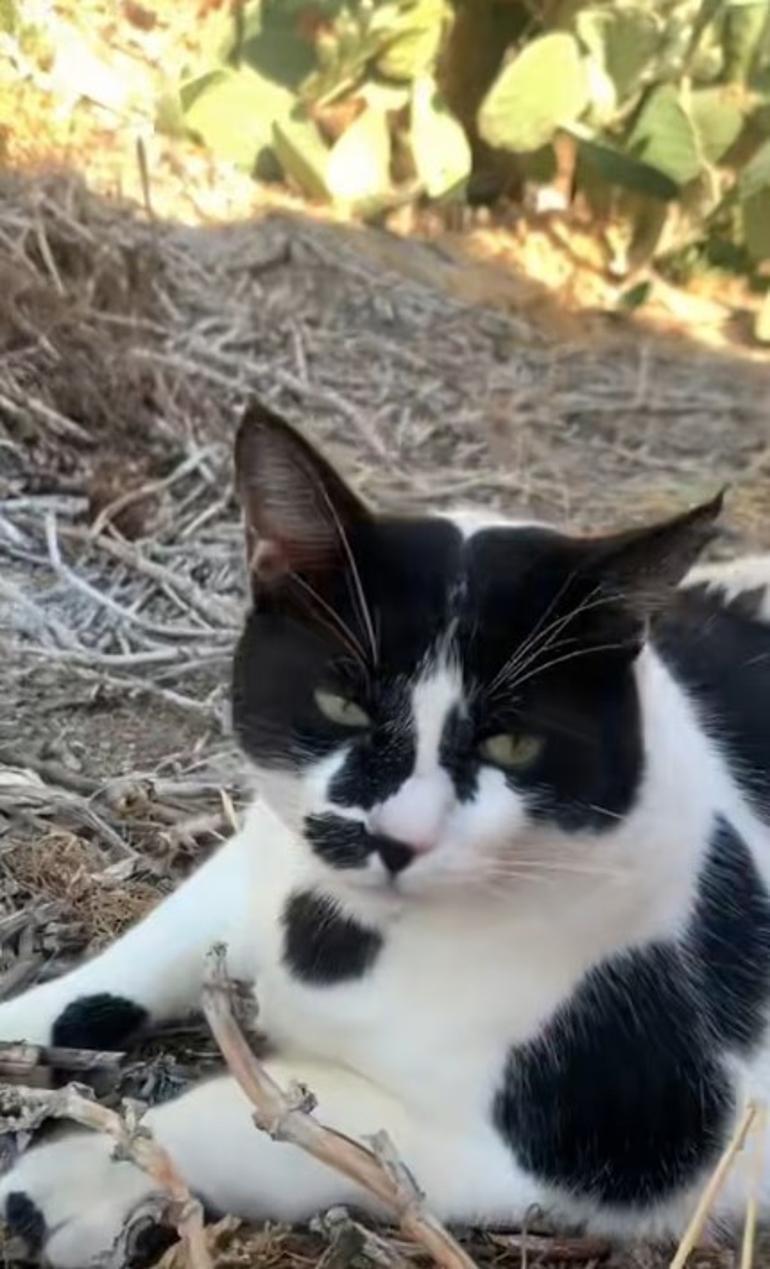 Girit’in yeni fenomeni: Chonkus Maximus - Hürriyet Seyahat