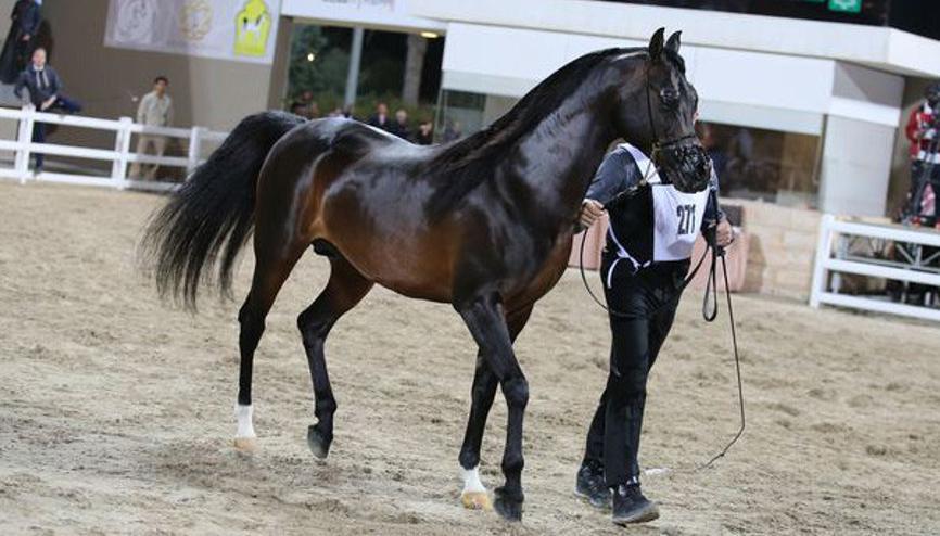 Arap Ati Haberleri - Son Dakika Arap Ati Hakkında Güncel Haber ve Bilgiler