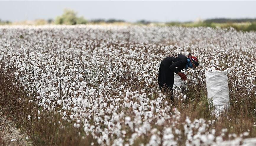 Pamuk Üretimi Haberleri - Son Dakika Pamuk Üretimi Hakkında Güncel ...