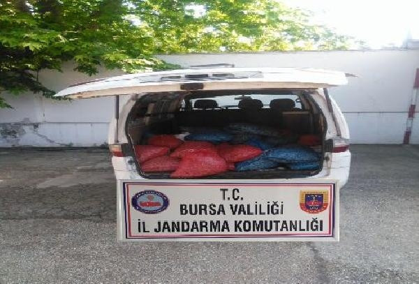 Mudanya Haberleri - Mudanya’da kaçak avlanan bir ton midye ele ...