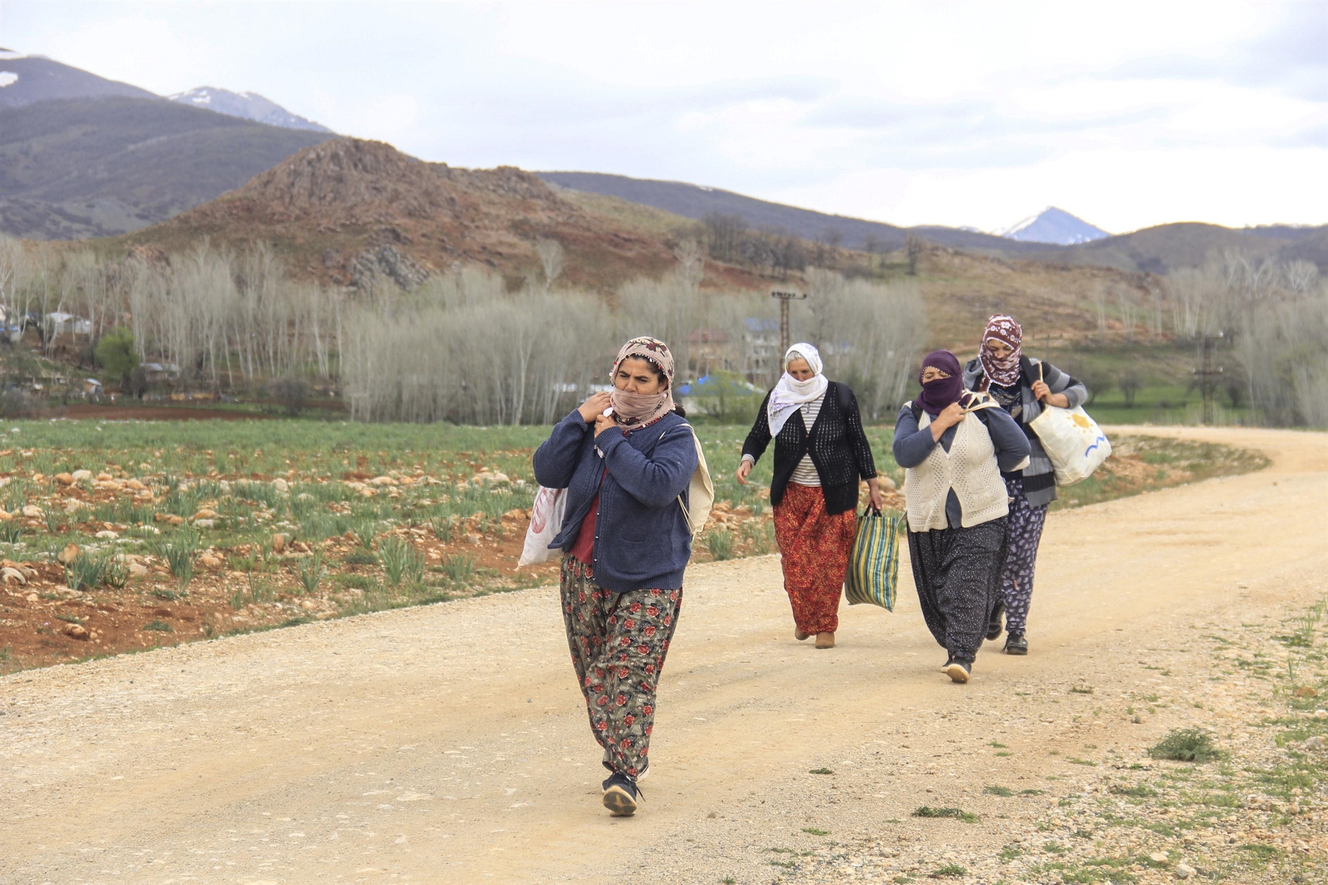 Doğada kendiliğinden yetişiyor tam bir şifa deposu olarak biliniyor ...