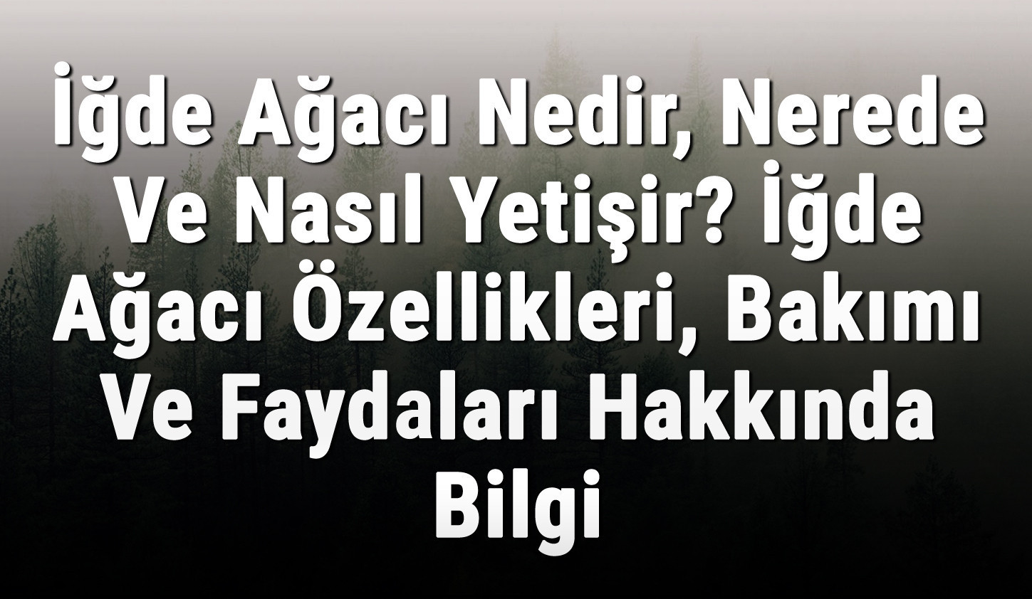 İğde Ağacı Nedir, Nerede Ve Nasıl Yetişir? İğde Ağacı Özellikleri ...