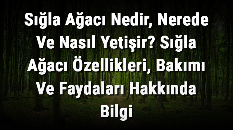 Fethiye Haberleri - Son Dakika Fethiye Hakkında Güncel Haber ve Bilgiler