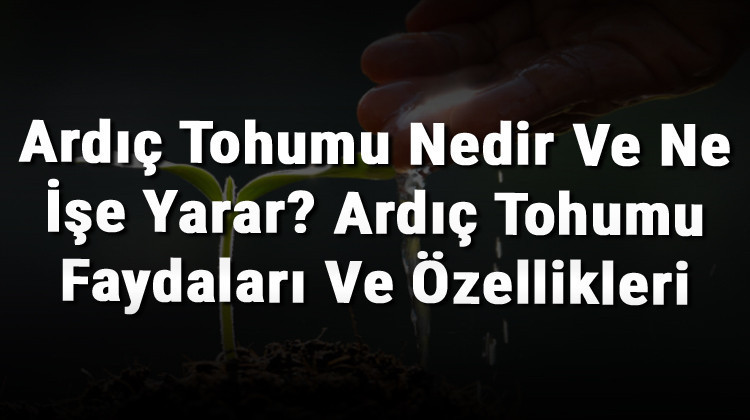 Ardıç Tohumu Nedir Ve Ne İşe Yarar? Ardıç Tohumu Faydaları Ve ...