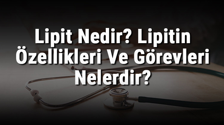 Lipit Nedir? Lipitin Özellikleri Ve Görevleri Nelerdir? - Sağlık Haberleri