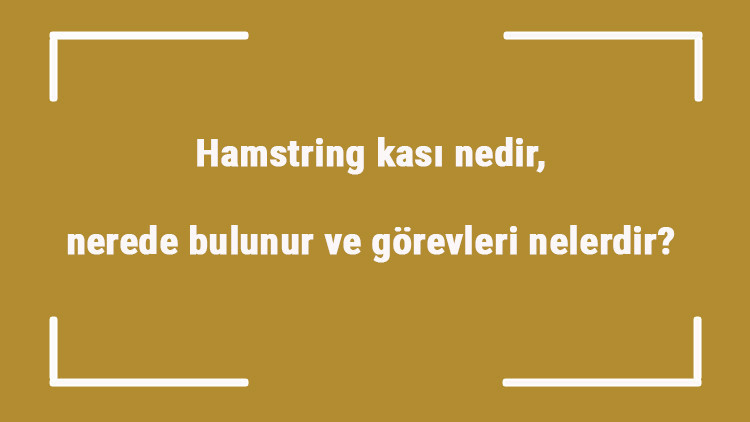 Hamstring kası nedir, nerede bulunur ve görevleri nelerdir? Hamstring ...