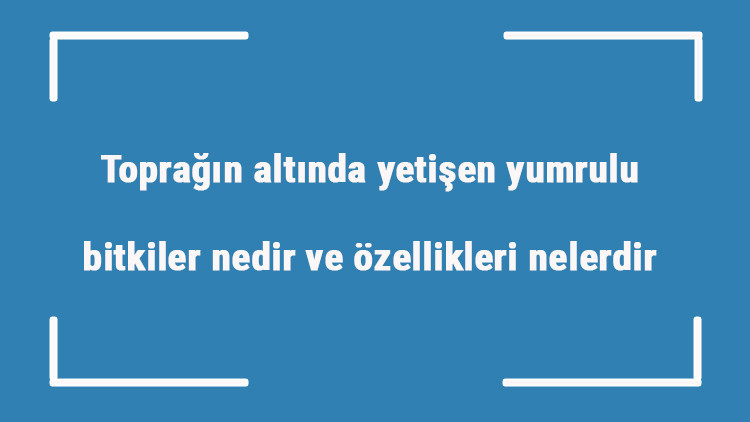 Toprağın altında yetişen yumrulu bitkiler nedir ve özellikleri nelerdir ...