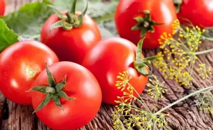 Domates tohumu ne zaman ekilir? Bahçeye ekilen domates tohumu kaç günde ...