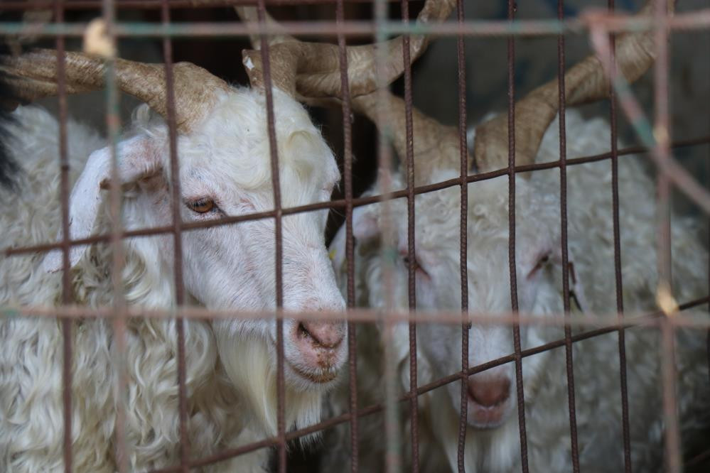 KURBAN BAYRAMI TATİL TARİHLERİ VE GÜNLERİ 2025 || Kurban Bayramı tatili ...