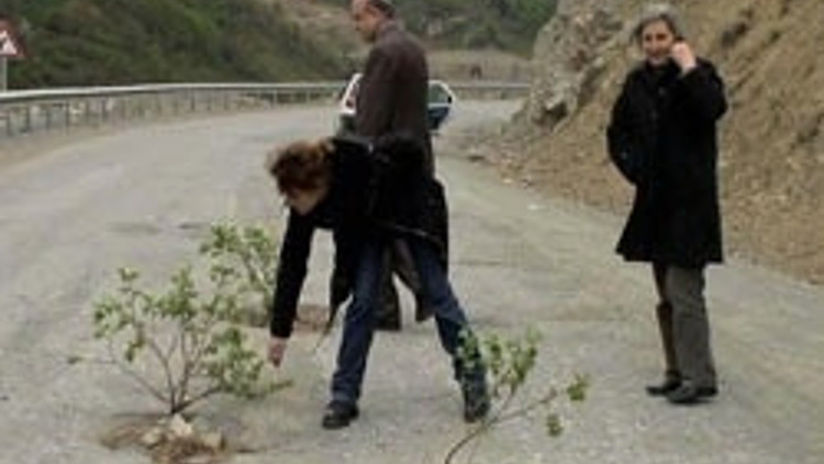 İlginç eylem. Karayoluna fidan diktiler - Son Dakika Flaş Haberler