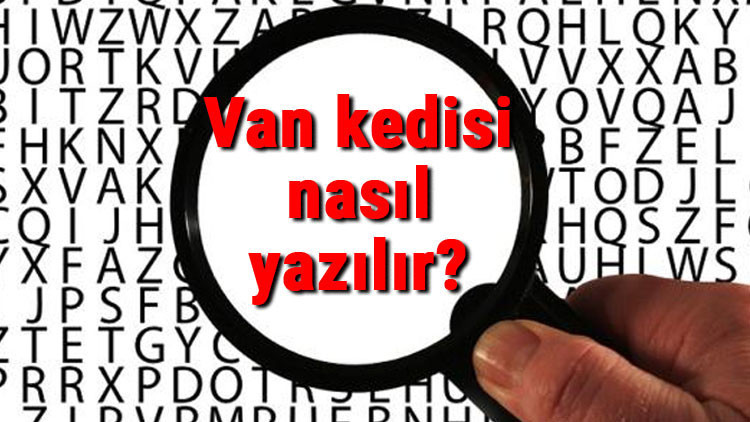 Van kedisi nasıl yazılır? TDK'ya göre bitişik mi ayrı mı yazılır? Van ...