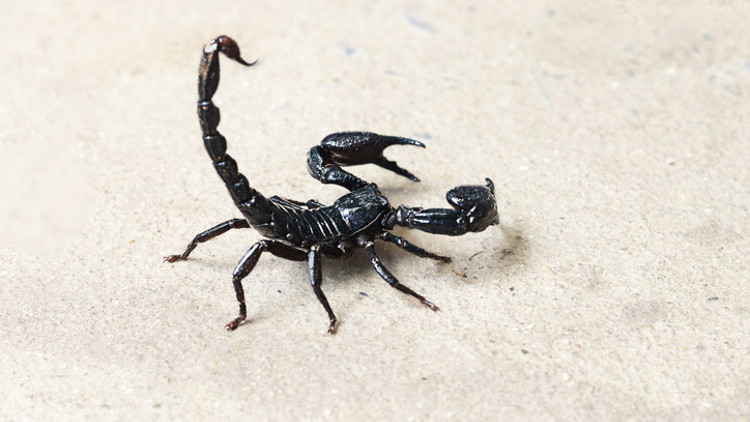 Akrep yenir mi, zararlı mı? Türkiye'de zehirli akrep var mı? - Son ...
