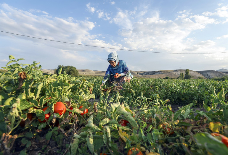 Emine Erdoğan: Ata tohumunun üreticiye daha cazip hale getirilmesi için ...